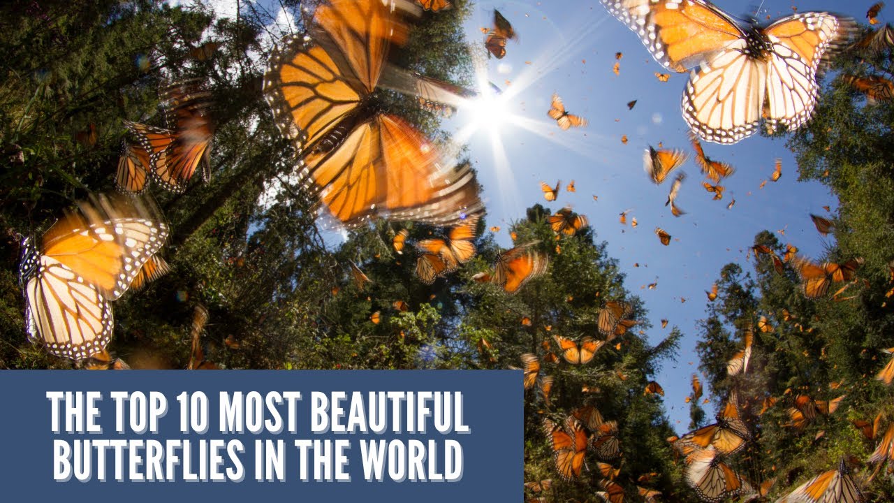 The Top 10 Most Beautiful Butterflies in the World - YouTube