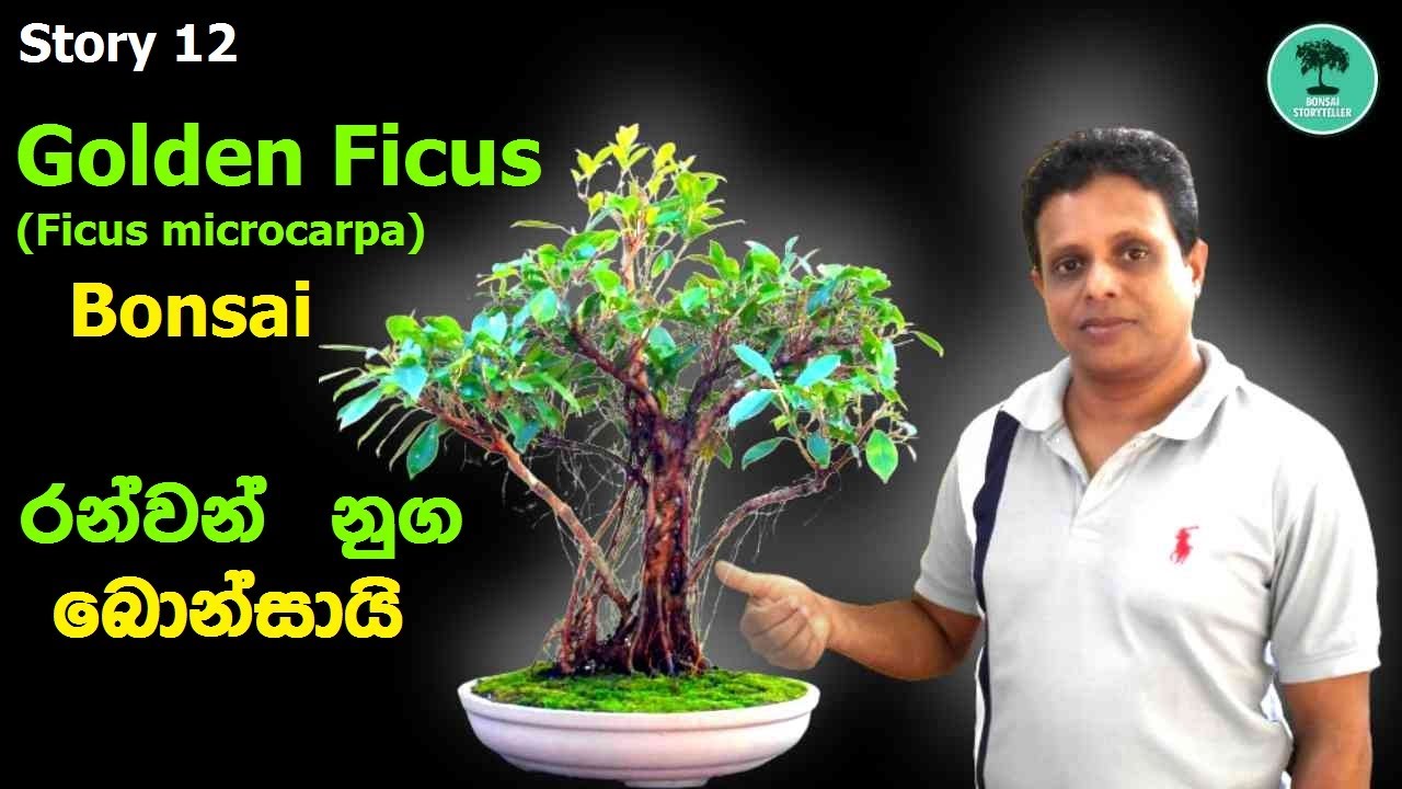 Story 12 - රන්වන් නුග බොන්සායි / Golden Ficus (Ficus microcarpa) - YouTube