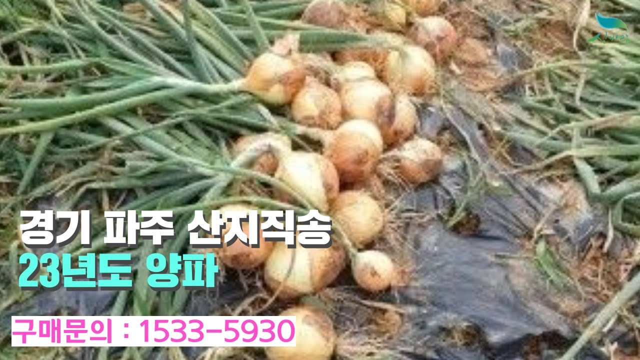 신바람 농산물 협력농가 판매상품 경기 파주 산지직송 23년도 양파 판매 중고트랙터 중고농기계 경운기 관리기 스키로더