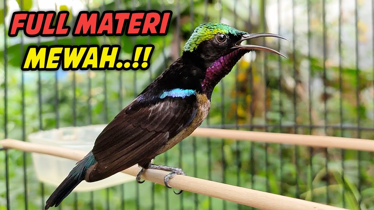 SUARA BURUNG KOLIBRI NINJA FULL ISIAN ROLL TEMBAK INI, DIJAMIN COCOK ...