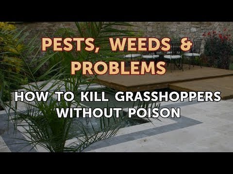 How to Kill Grasshoppers Without Poison - YouTube