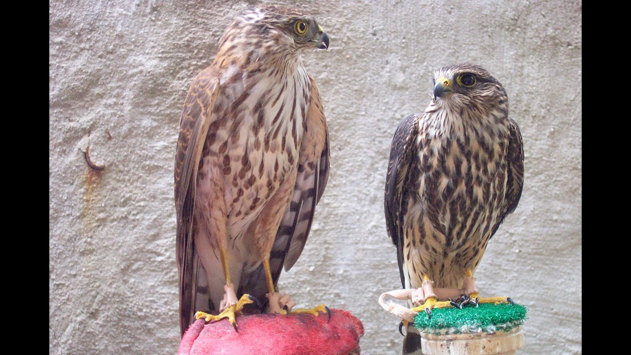 Falconry: Quail hawking with Merlins vs Sharp Shins - YouTube