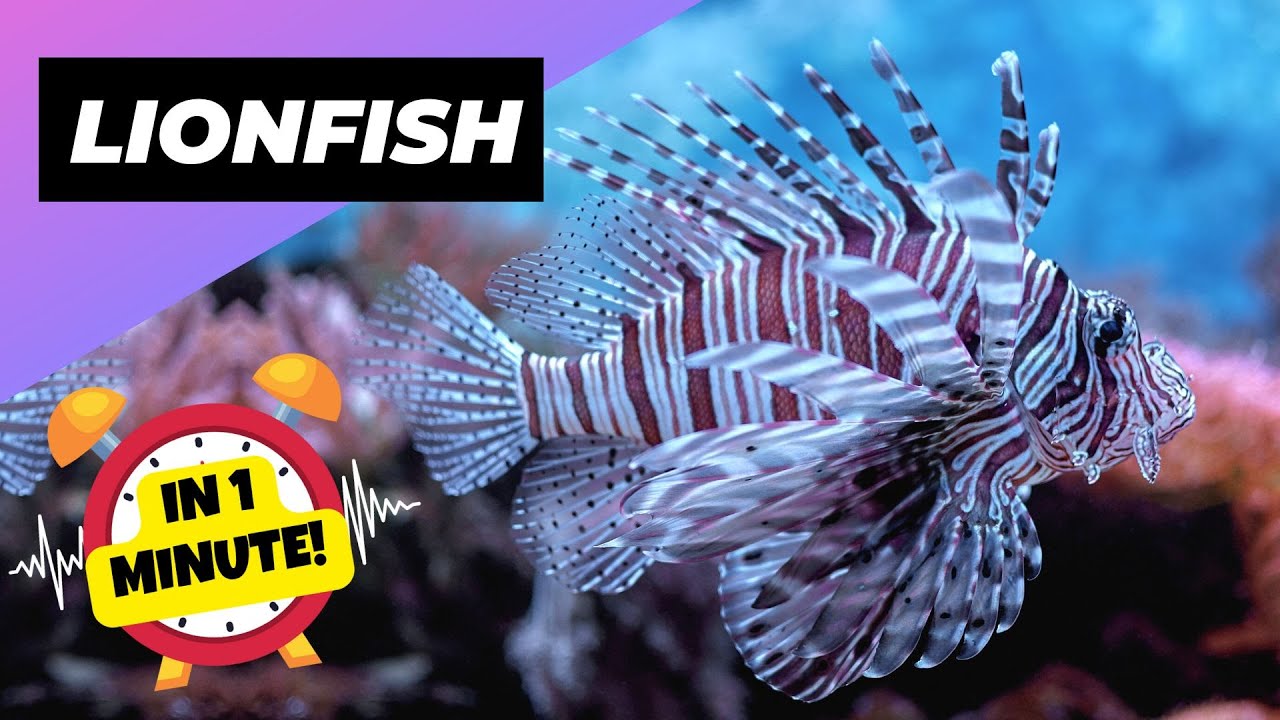 Lionfish - In 1 Minute! 🐡 One Of The Most Dangerous Ocean Creatures In ...