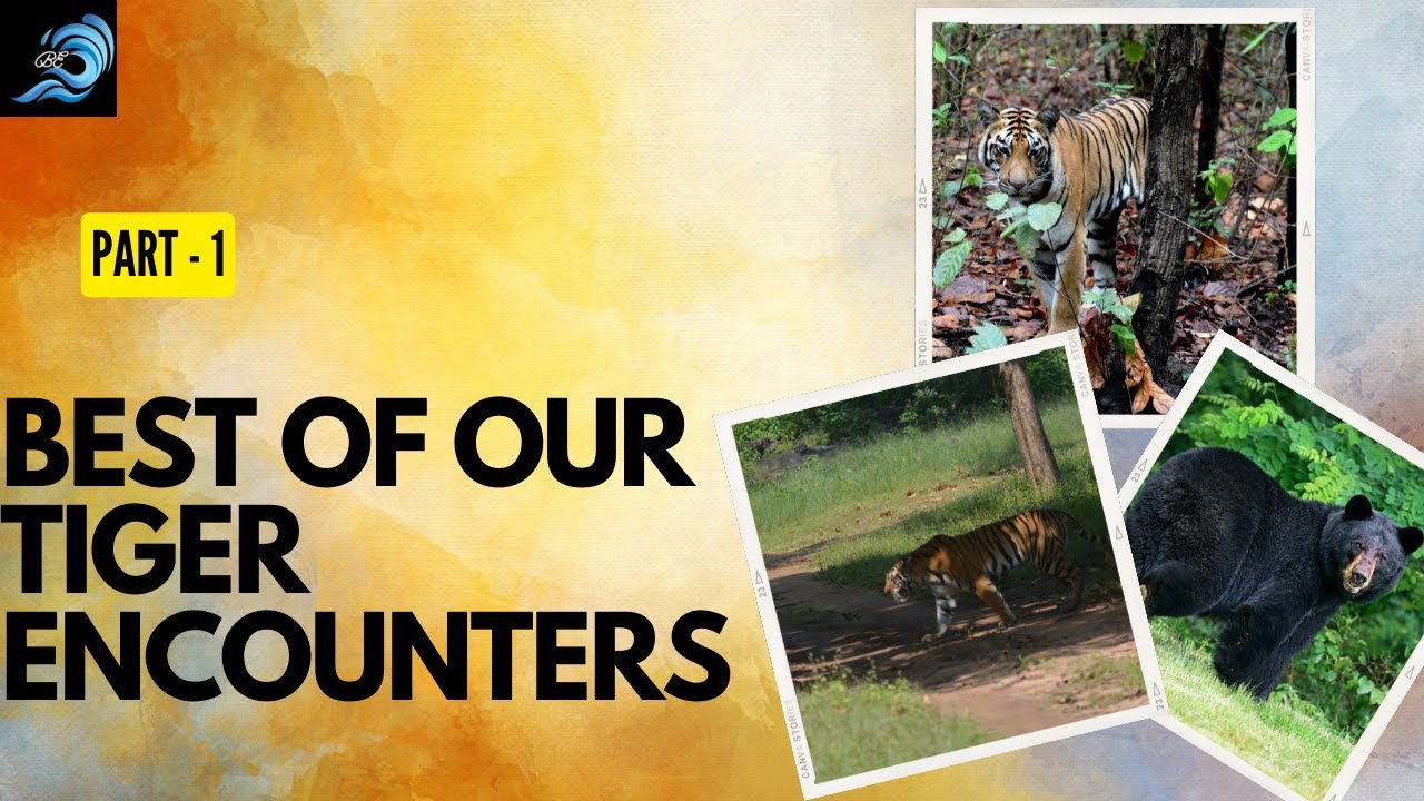 BEST OF OUR TIGER ENCOUNTERS PART - 1 | Kanha National Park - YouTube