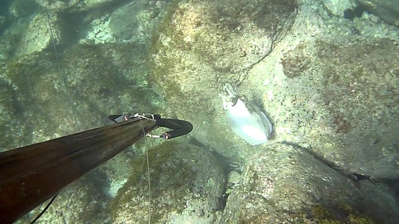 la seppia più veloce del west - YouTube