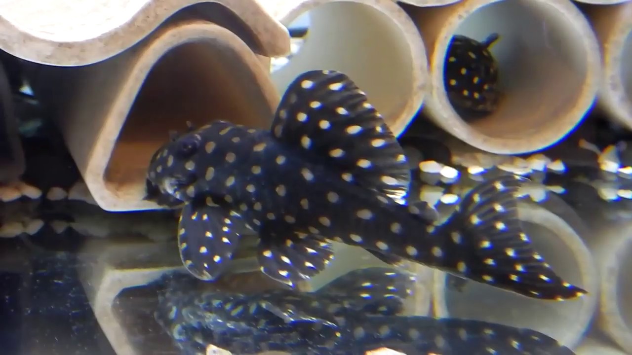 Gold_Thai_Fish_exporter - ITA - YouTube