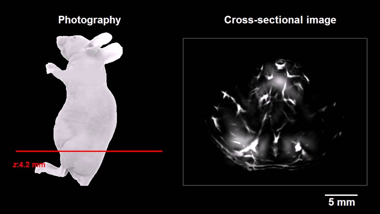 Photoacoustic computed tomography of small-animal whole body - YouTube