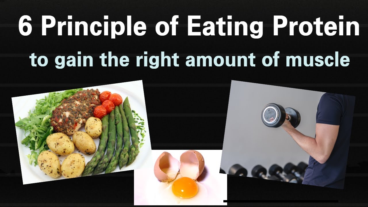 6 Principle of Eating Protein in order to Gain the Right amount of ...