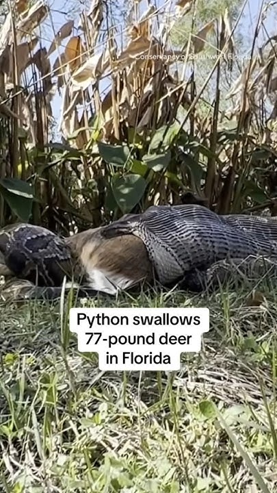 Python swallows 77-pound deer in Florida #shorts - YouTube