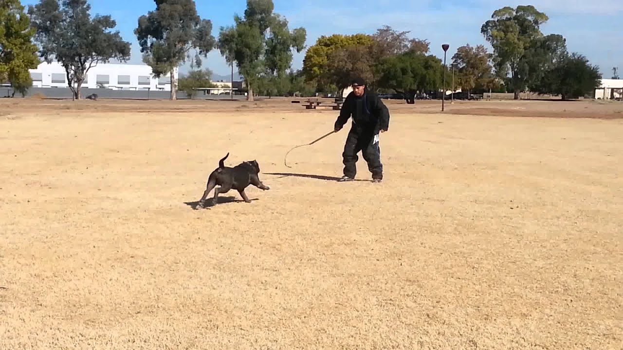 American Bully training - YouTube