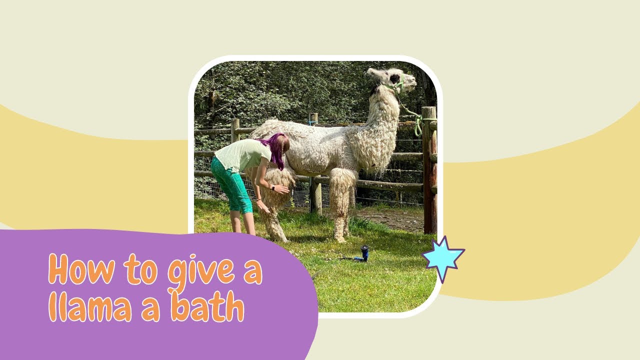 How to bathe a llama - YouTube