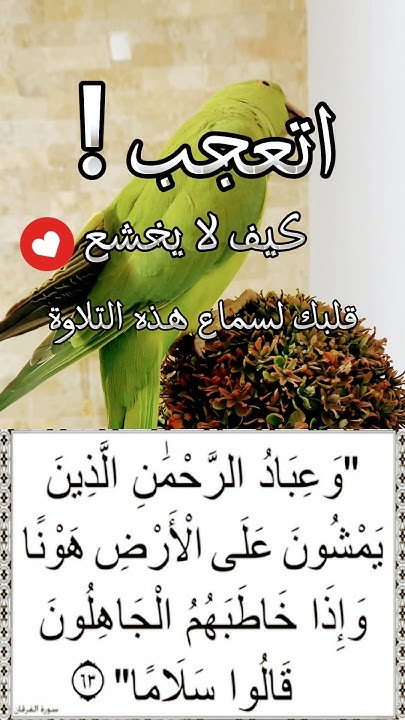 وعباد الرحمن الذين يمشون على الأرض هونا واذا خاطبهم الجاهلون قالوا