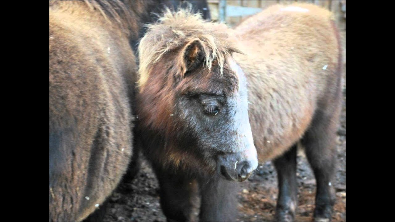 rescued shetland ponies - YouTube