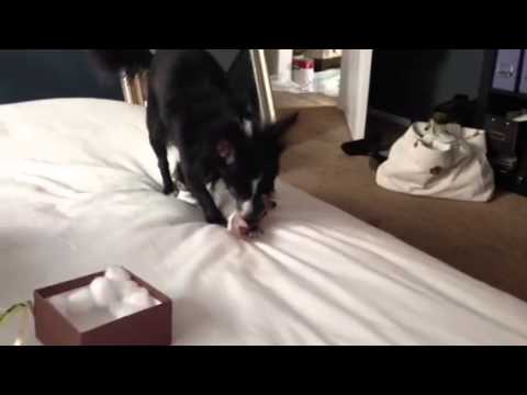 Riley gets a new Kipling monkey! - YouTube