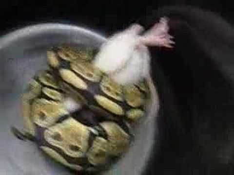 snake eating rat - YouTube