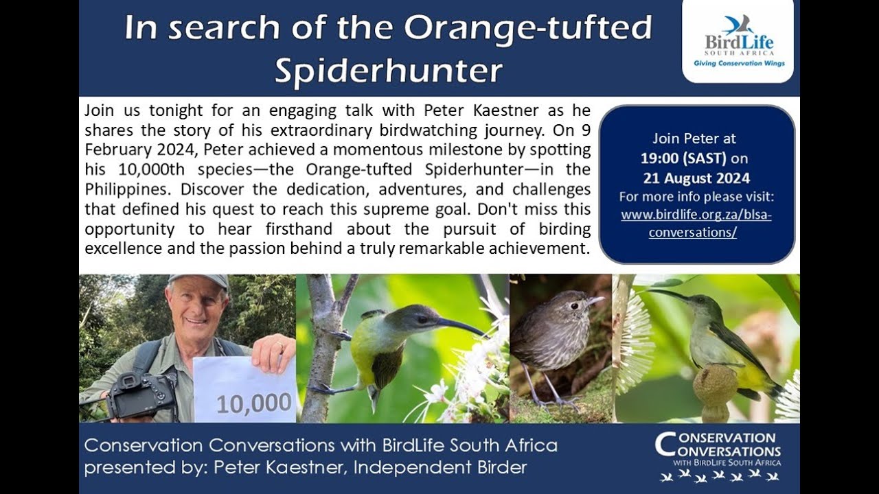 Conservation Conversations: In search of the Orange-tufted Spider ...