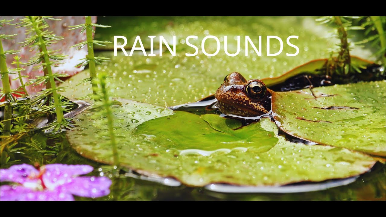 Nature rain sounds for studying, relaxing, working, sleeping-Nature ...