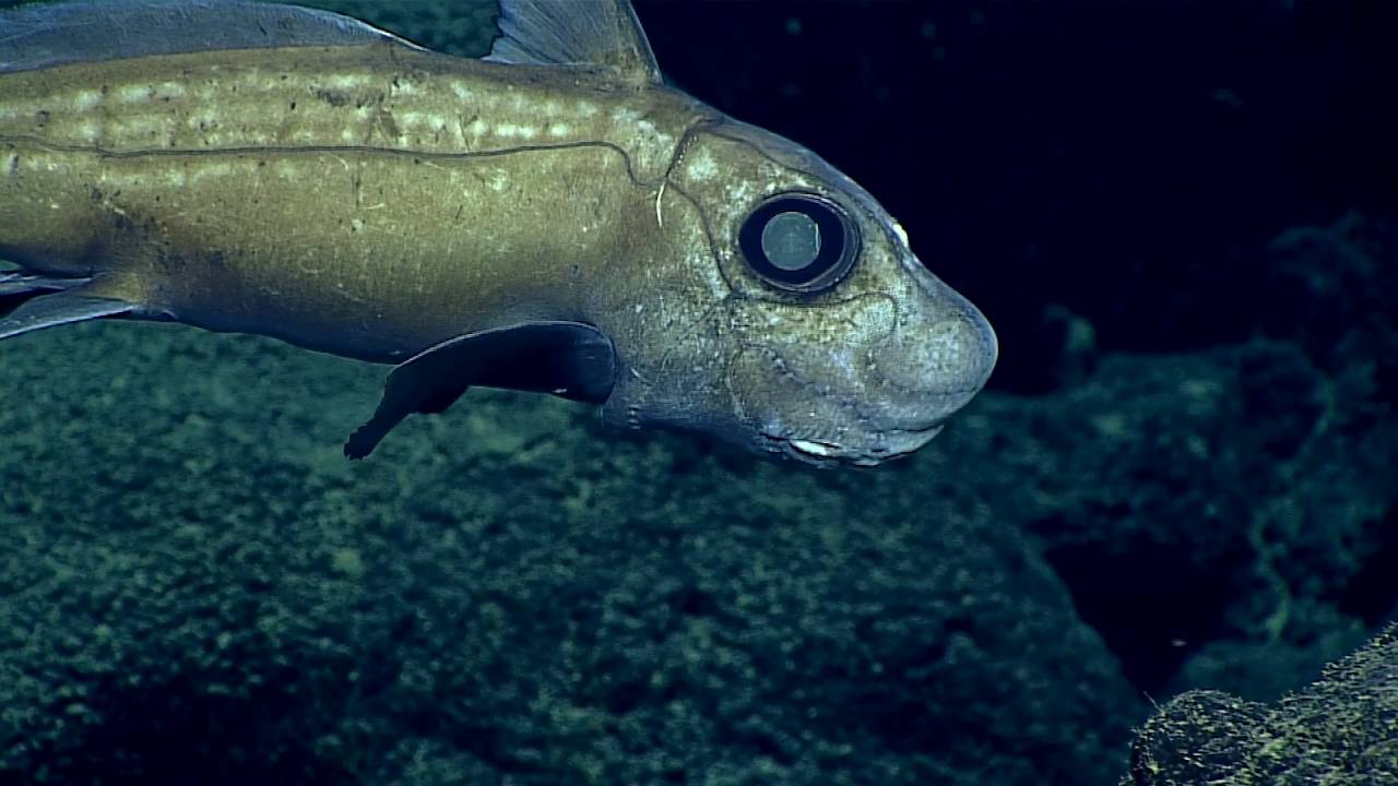 Deepwater Exploration of the Marianas: Chimaera - YouTube