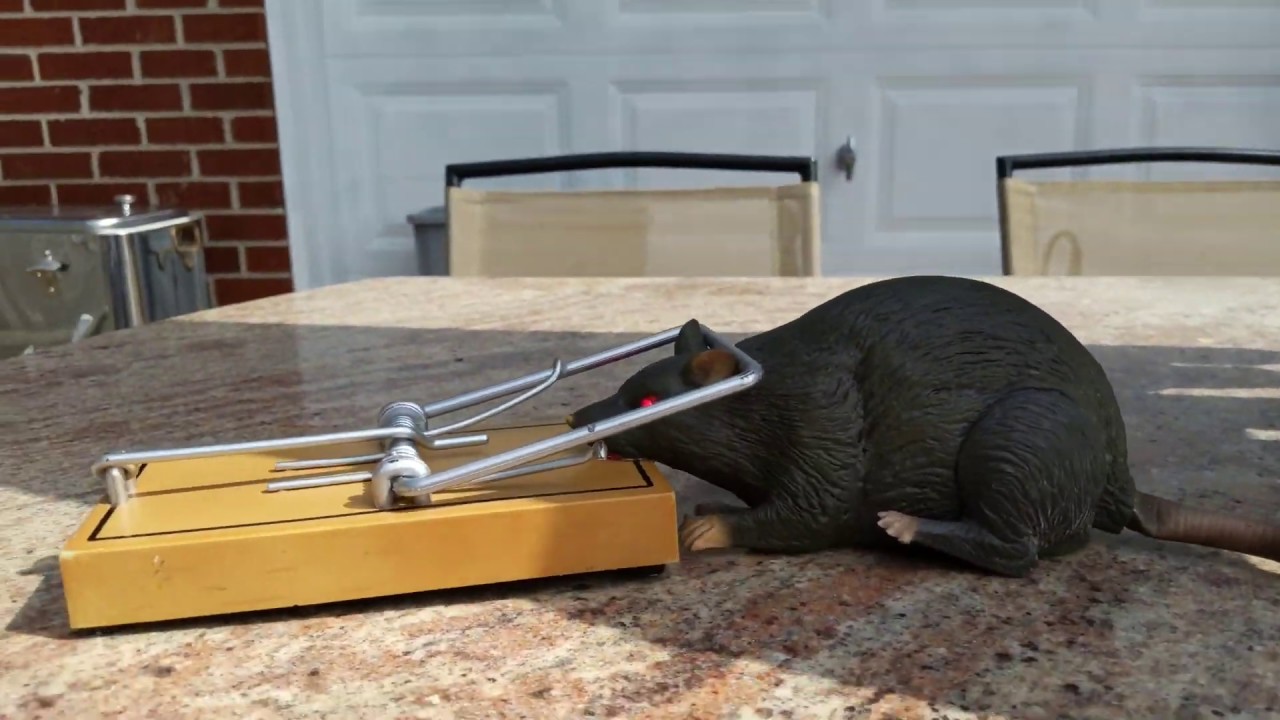 Animated Rat in a Trap (Gemmy) Halloween 2006 - YouTube