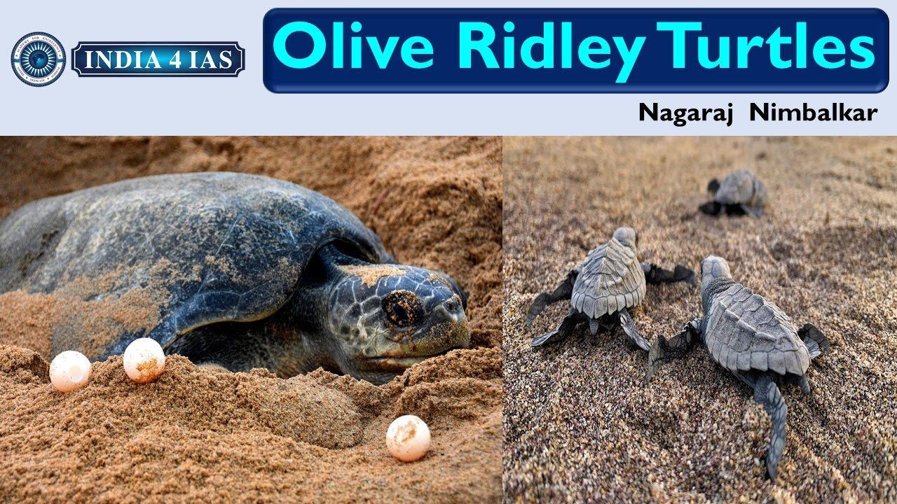 Olive Ridley Turtles | UPSC | KPSC | #india4ias #kpsc #kas #prelims2024 ...