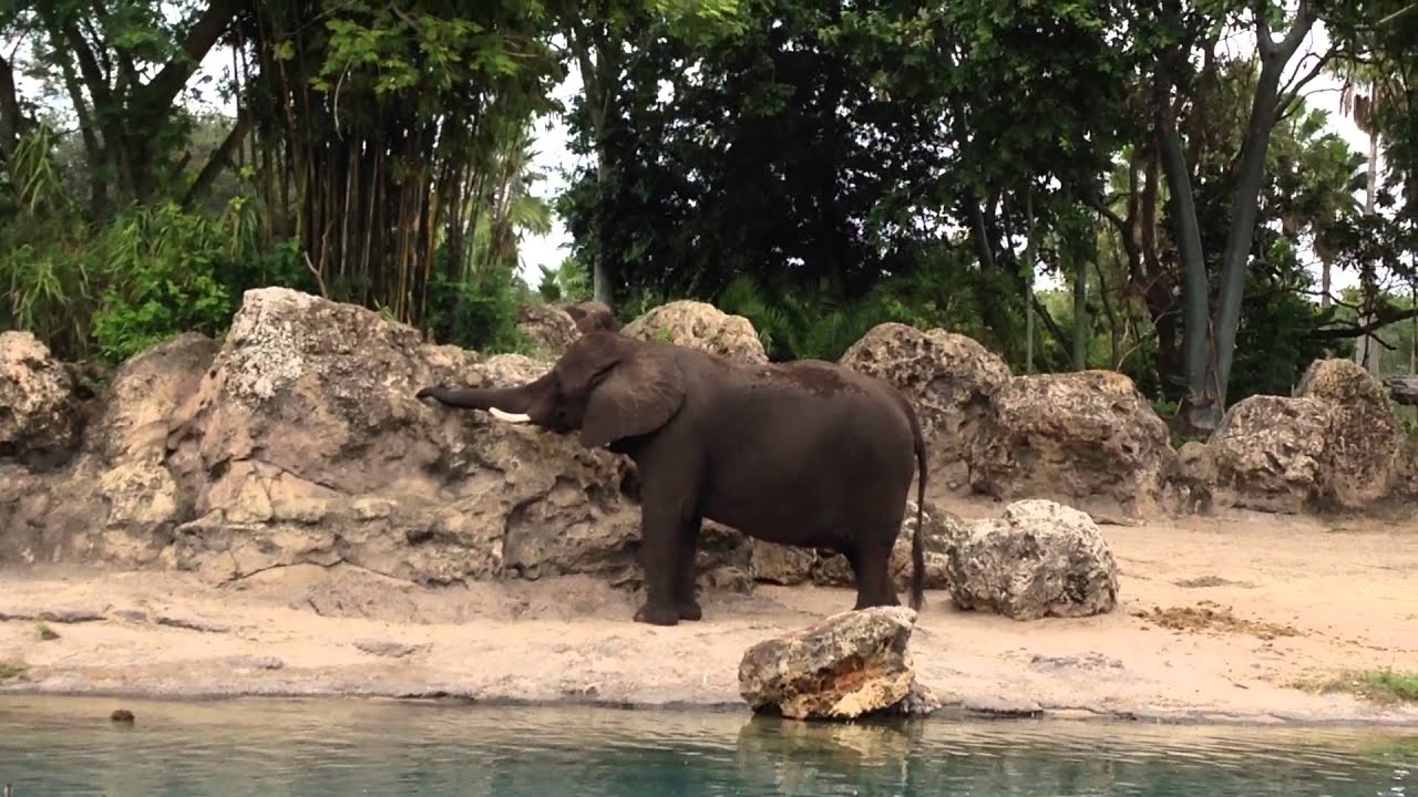 Kilimanjaro Safari Ride at Disney's Animal Kingdom 10/15/13 - YouTube