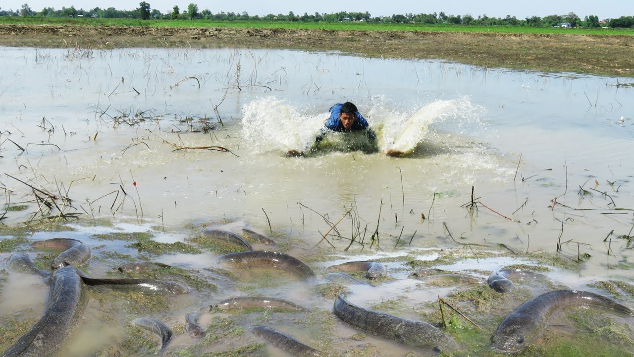 Amazing fishing! A fisherman Catch fish a lot at rice field in dry ...
