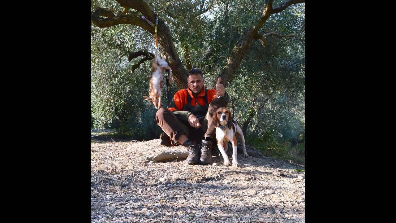 beagle Tsirkoudis 24-12-2022 κυνηγι με beagle τουφεκια στο πεταμα ...