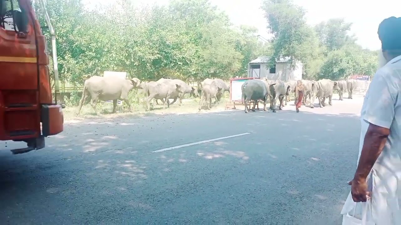 Big 🐃 Buffalo s In The Road ! Desi Buffalo Group ! Most Expensive ...
