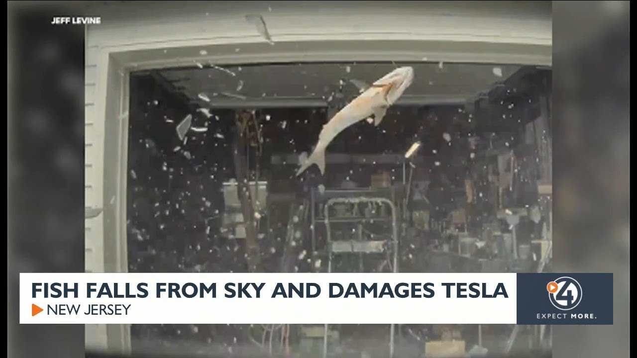 Fish falls from sky and damages Tesla in New Jersey - YouTube
