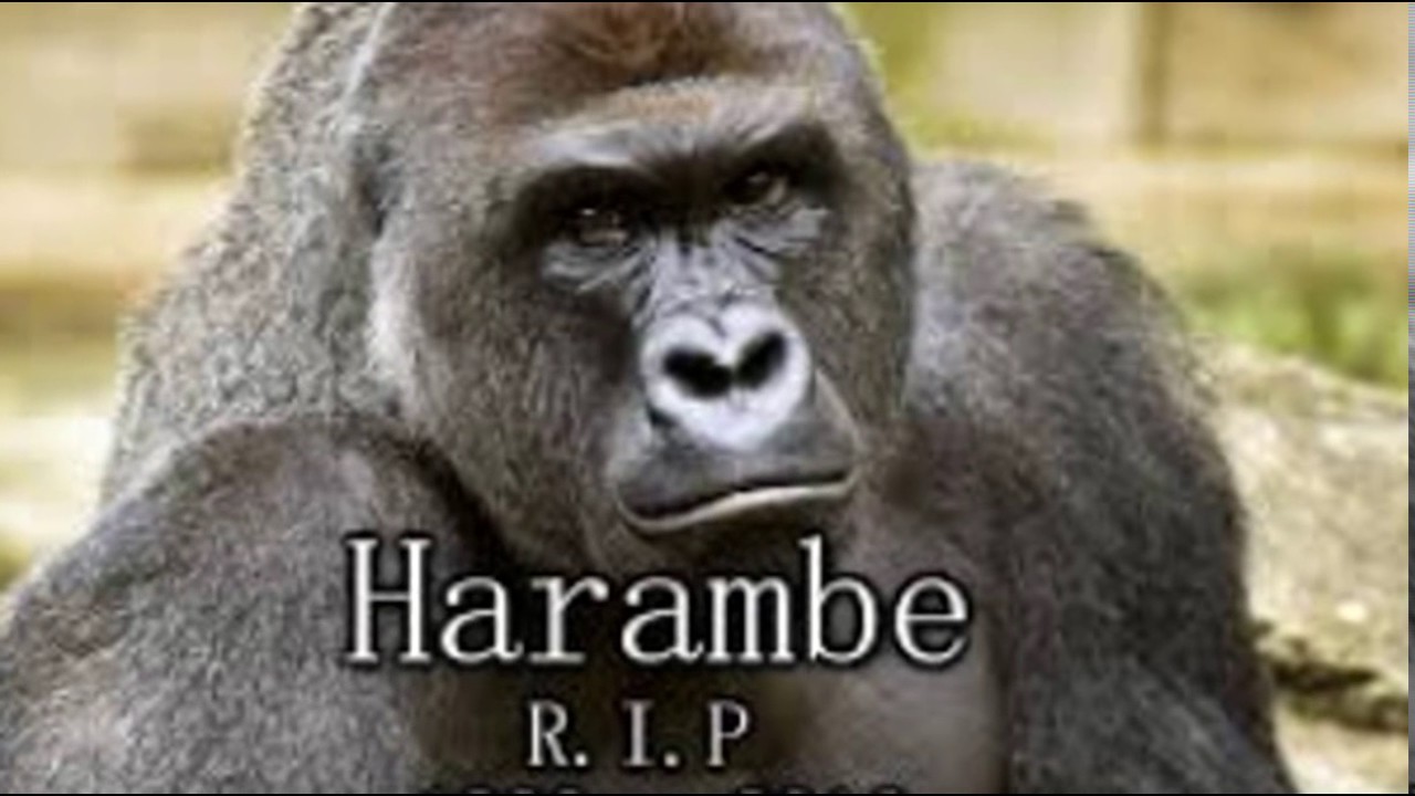 The story of harambe. So sad ;l - YouTube