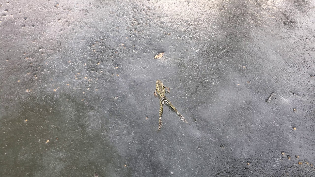 Frog Trying to Jump on Ice - YouTube