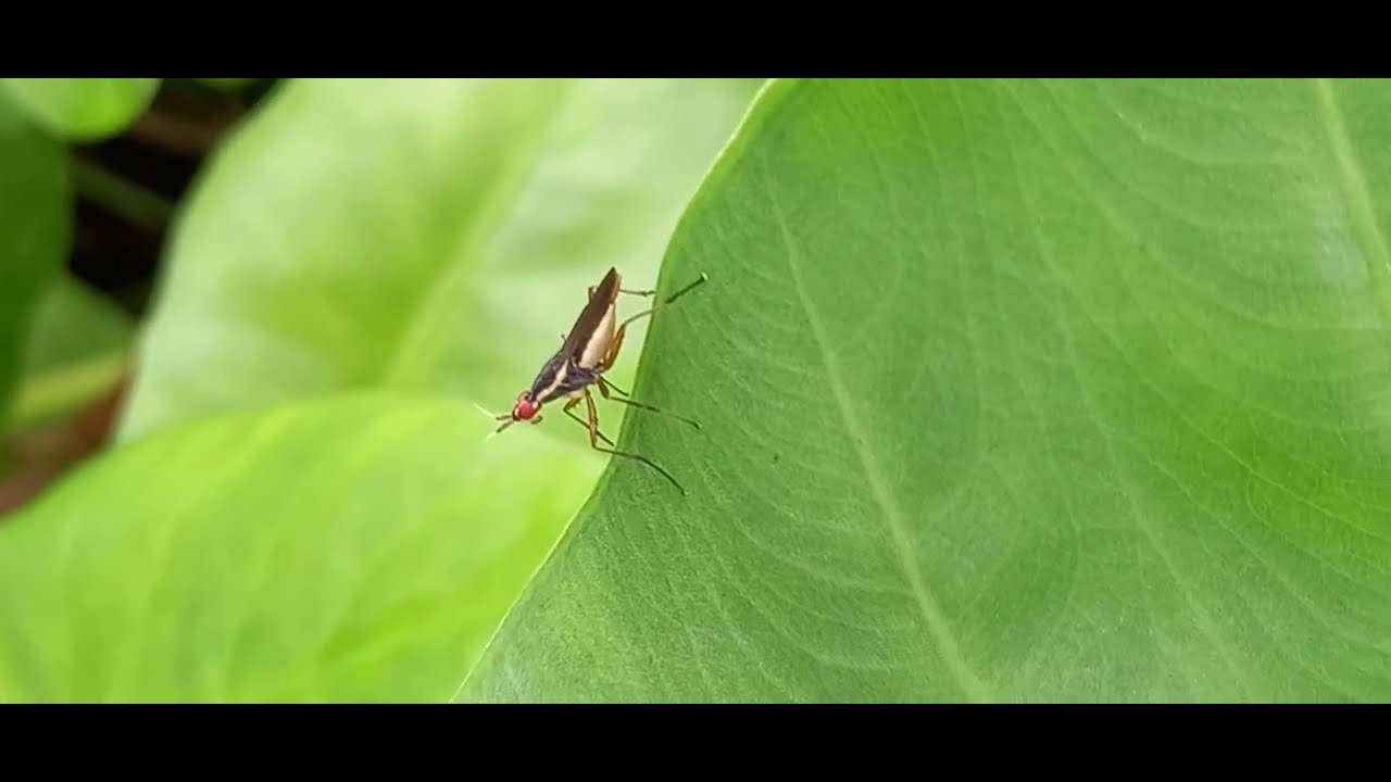 INSECTO BARRIGA ABULTADA - AMAZONIA. - YouTube