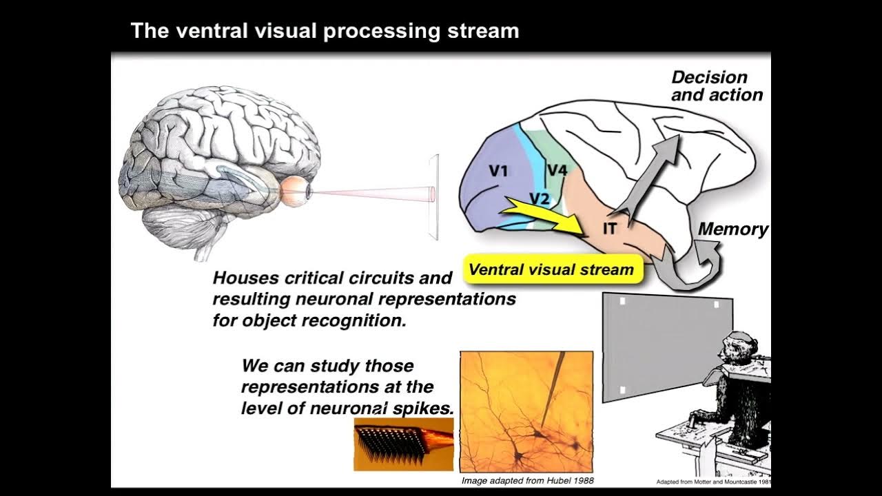 How Does the Brain Solve Visual Object Recognition - James DiCarlo (MIT) - 2012 - YouTube
