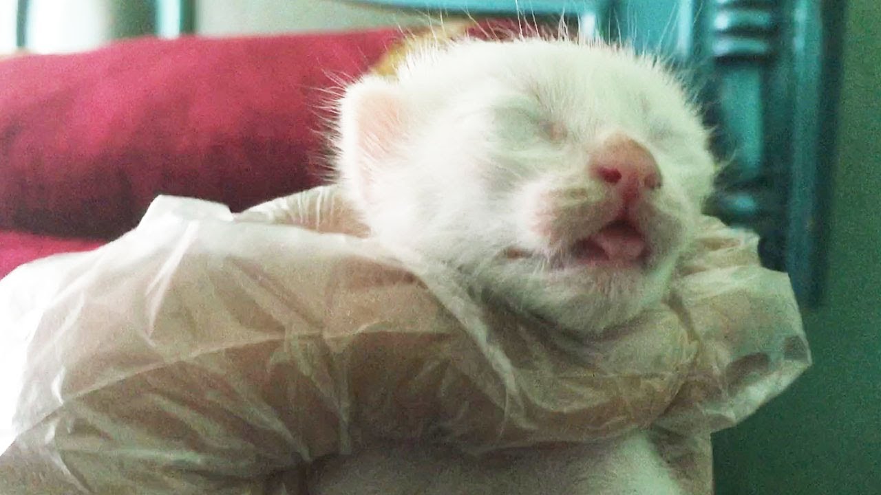 Little Kitten Meowing And Talking - cute cat video#Kitten # meowing ...