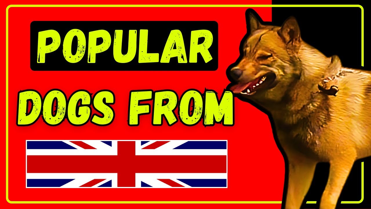 TOP 10 POPULAR DOGS IN THE UNITED KINGDOM | Top 5ology - YouTube