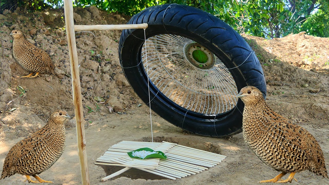 Creative Easy Underground Quail Bird Trap Using Motorcycle Tire And ...