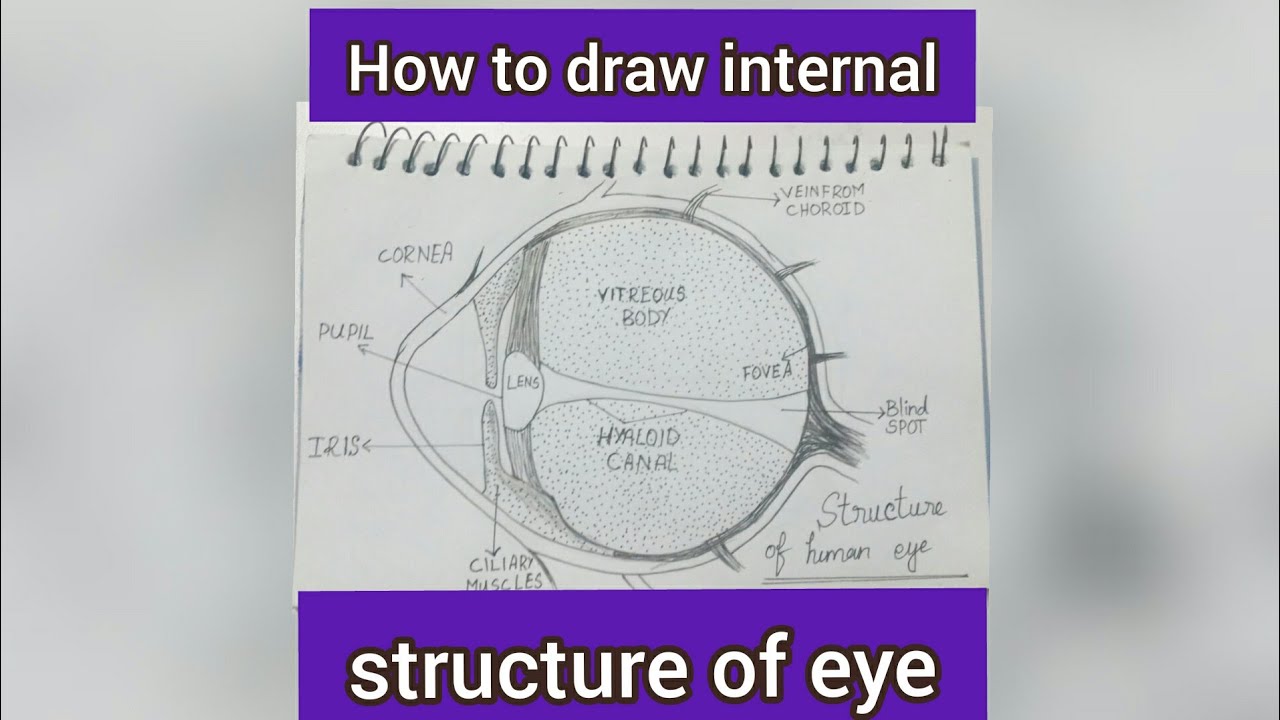 How to draw internal structure of eye - YouTube