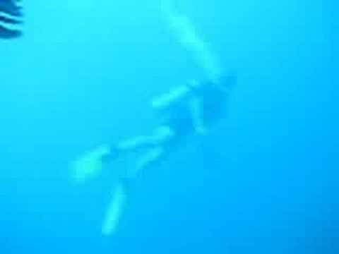 DDC Dive with Chi Chi (rip) - YouTube