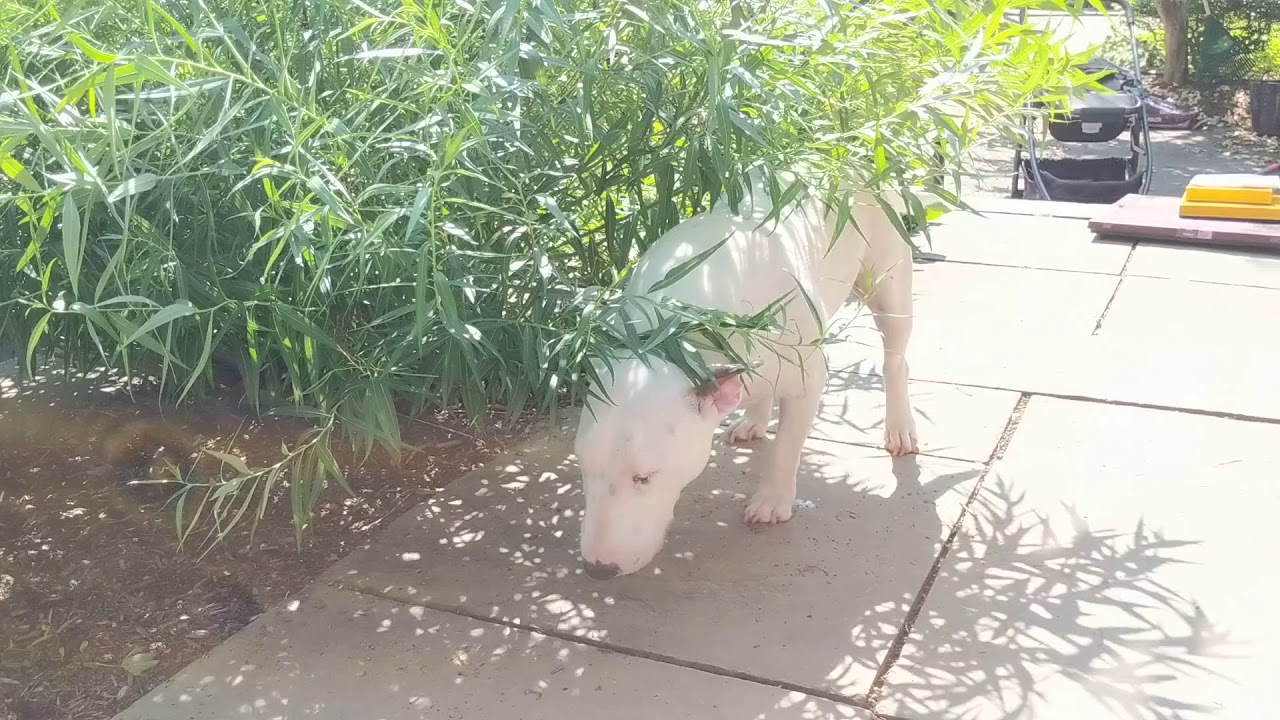 Bull terrier bush trance - YouTube