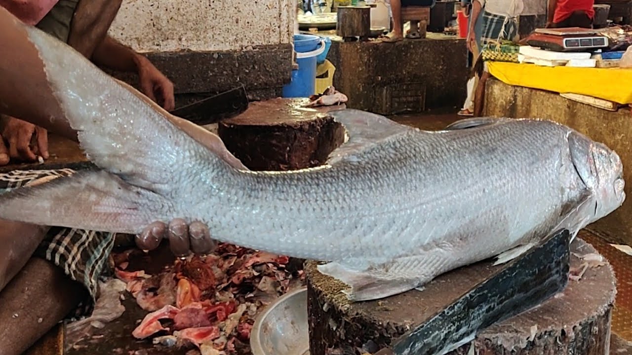 Expert Cutting Big Indian Salmon Fish Chopping | Rawas Fish Cutting ...
