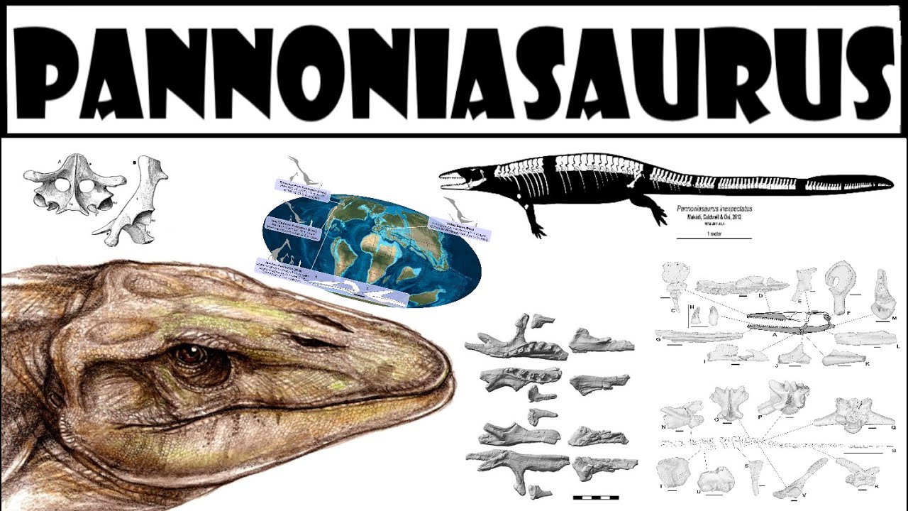 Pannoniasaurus Bemutatása - Magyarul - YouTube