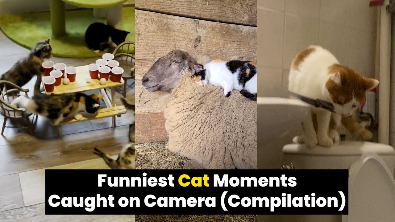 The BEST Cat Moments Caught On Camera (Dec 2021) - YouTube