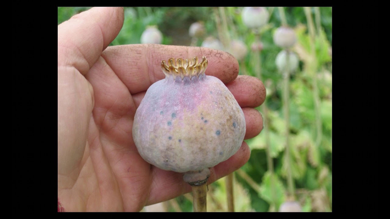 Seed Economics Part 4: Judy Owsowitz, Terrapin Farm - YouTube