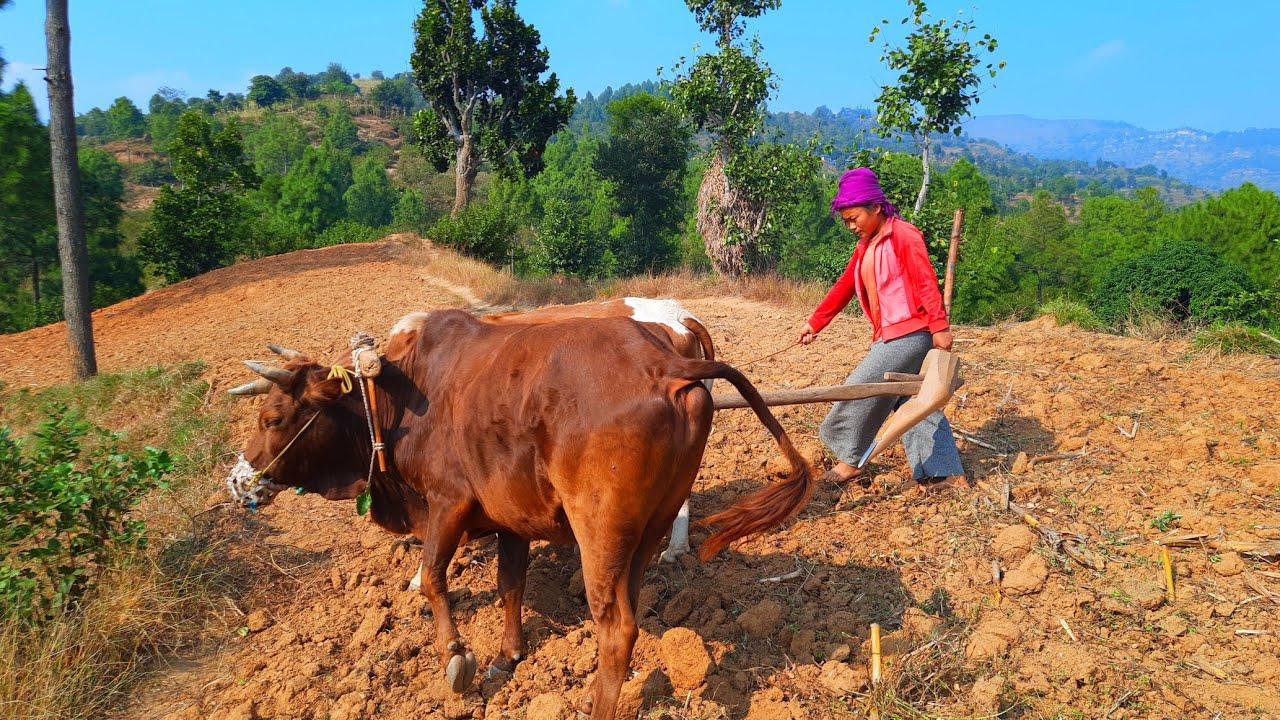 woman ploughing oxen | nepal village life | woman hard working in the ...