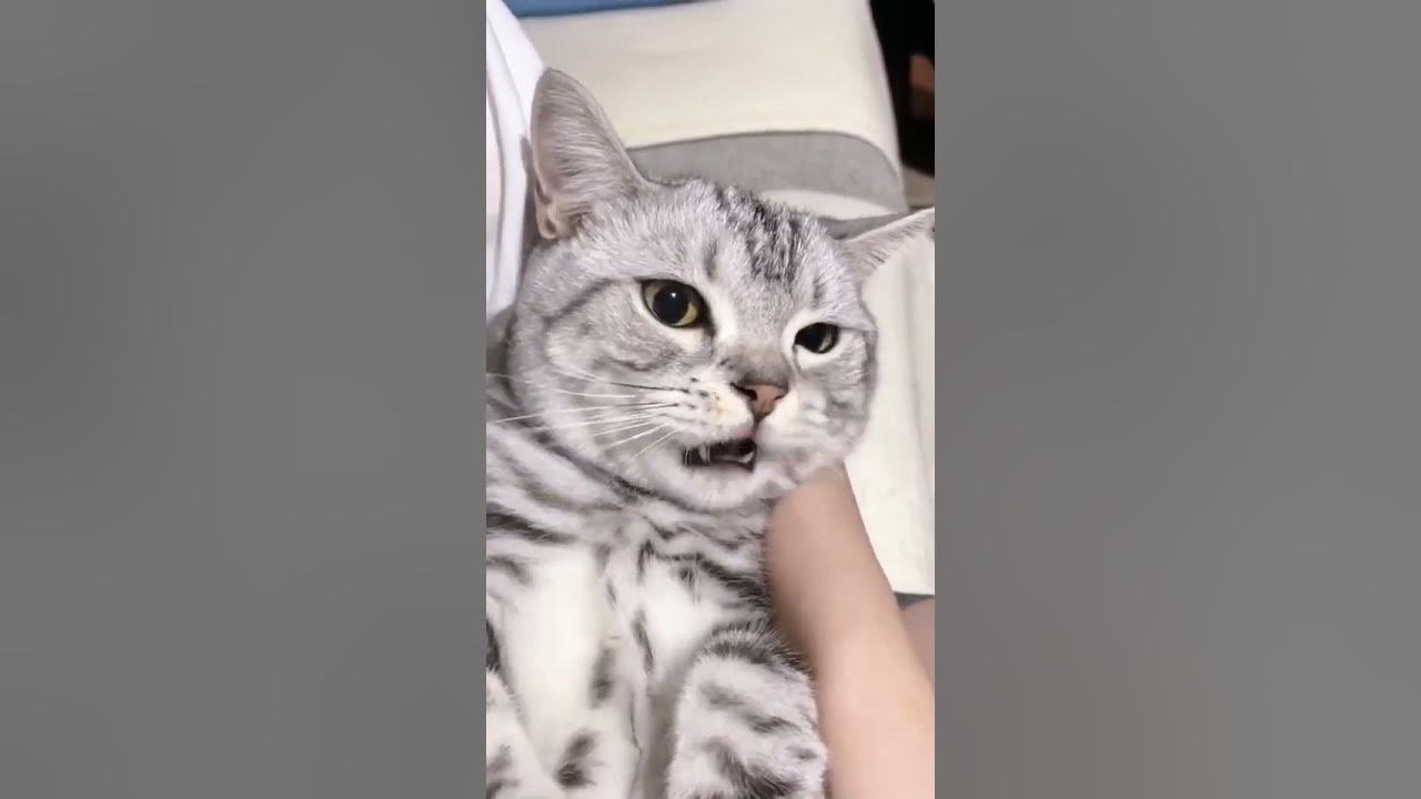Cat and tablet. Кот и таблетка. - YouTube
