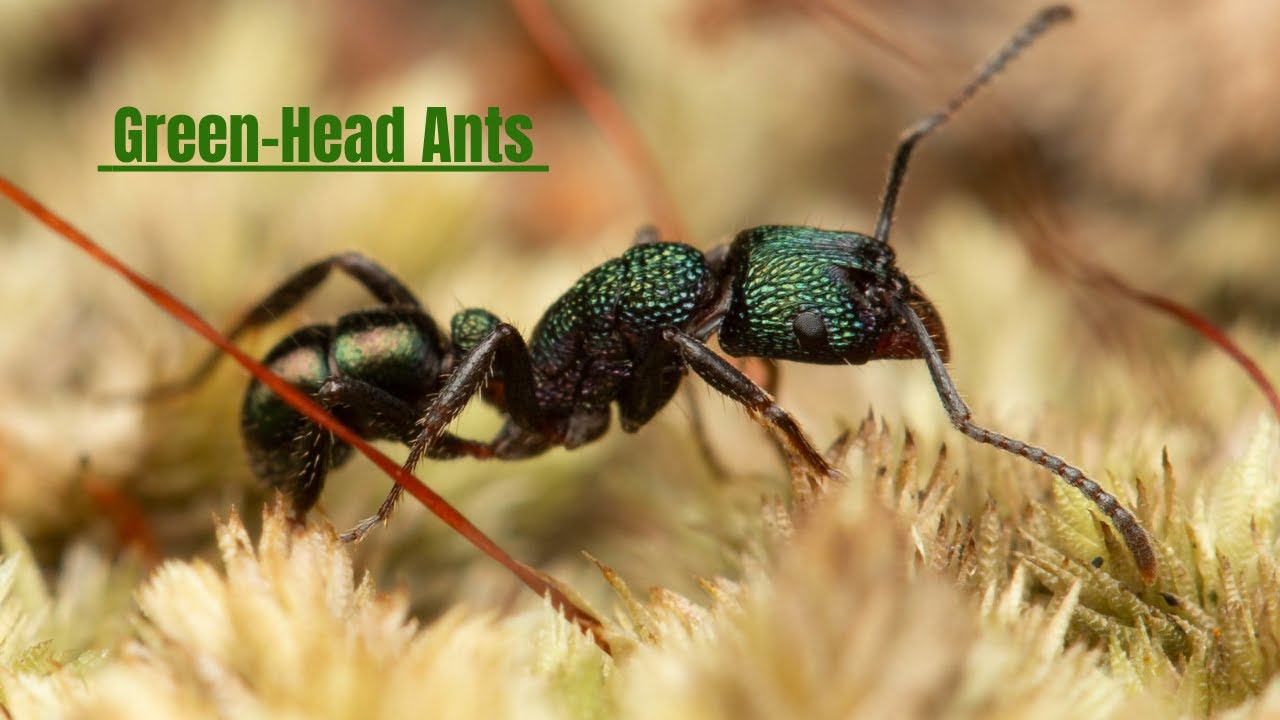 The Mesmerizing Green Head Ants - YouTube