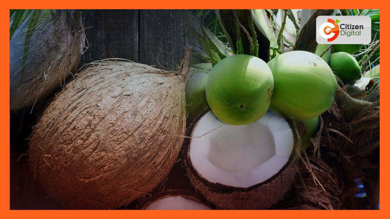 Farmers urged to take up hybrid coconut - YouTube