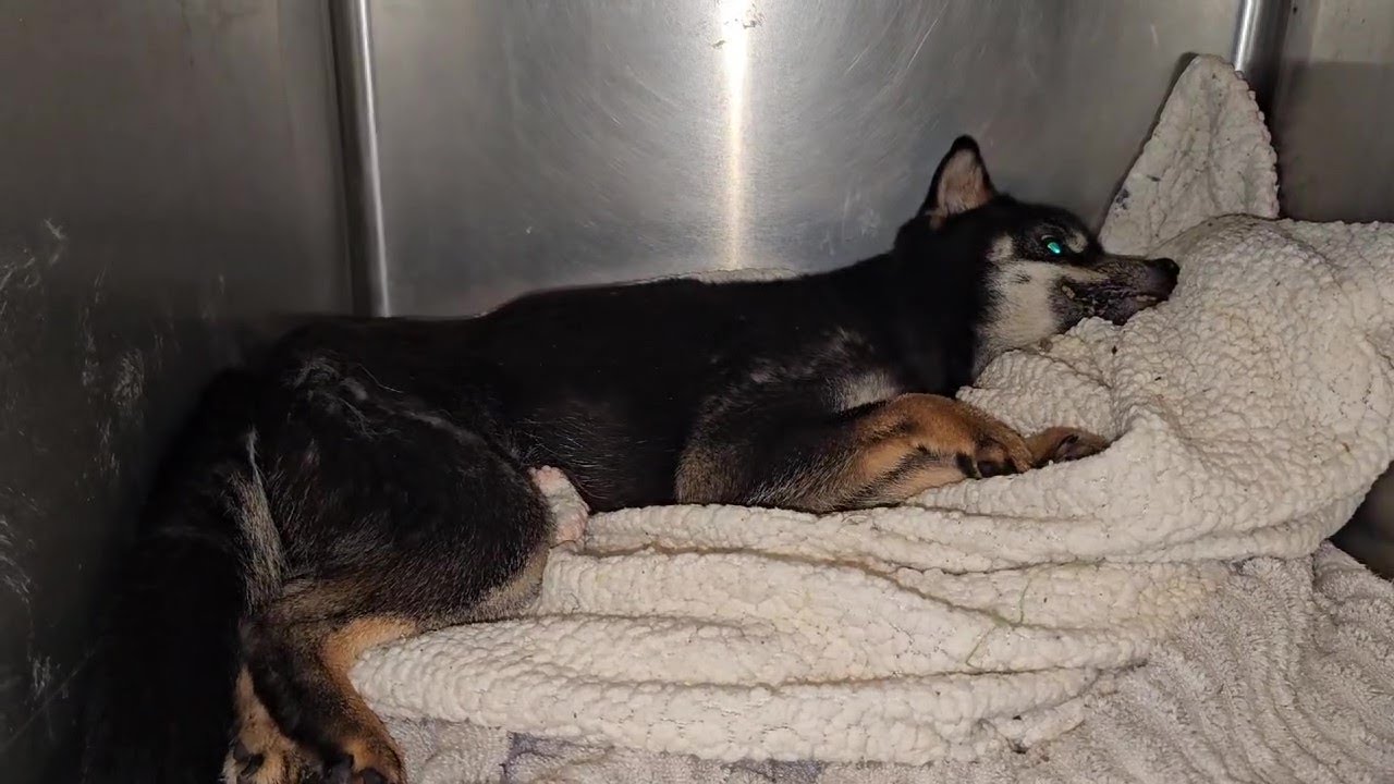She was abandoned due to severe emaciated and very weak even unable to ...