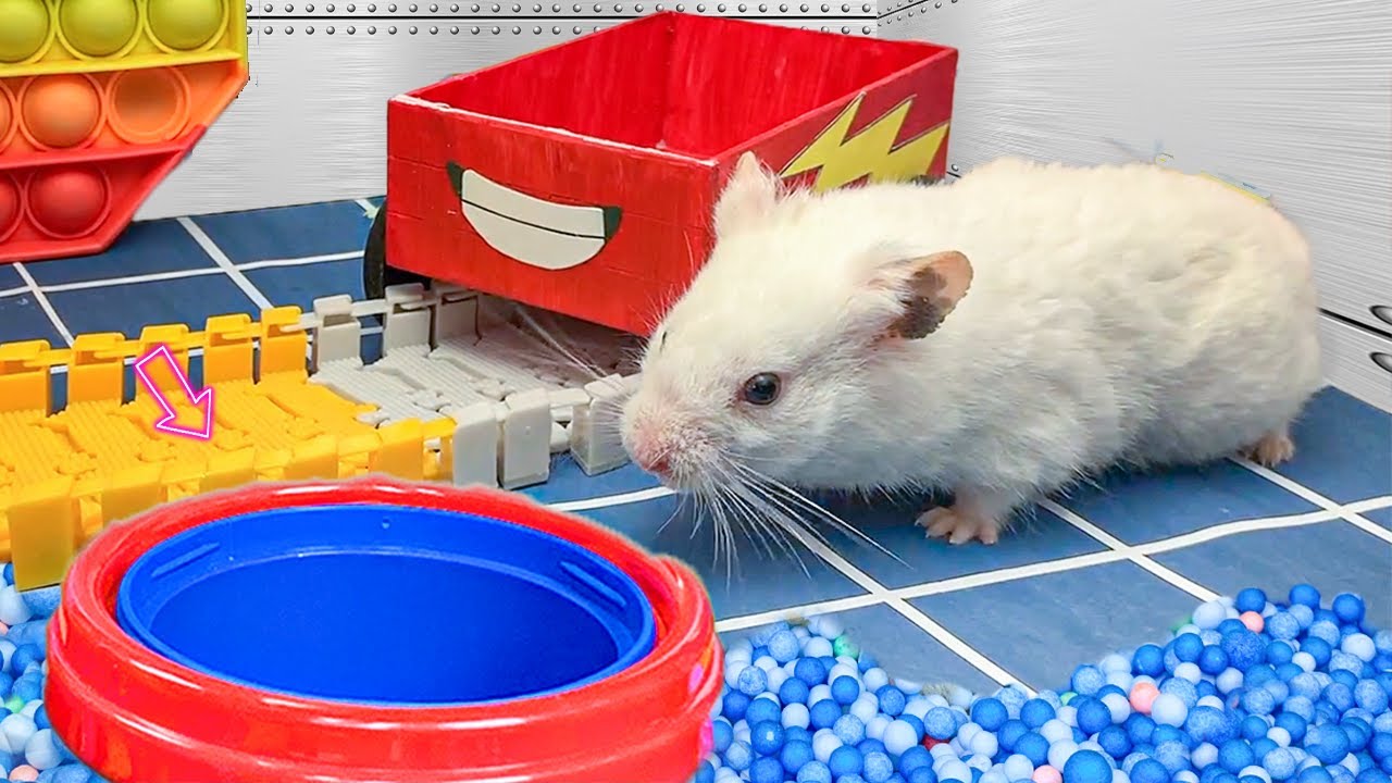 😱 Hamster Escape Maze with Ball Pool - Hamster Cute pets Maze - YouTube