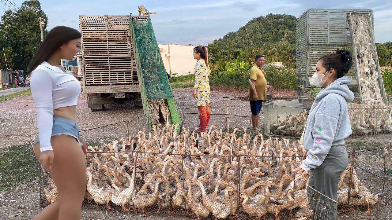 Close-up of laying ducks and ducklings being loaded onto a truck and ...